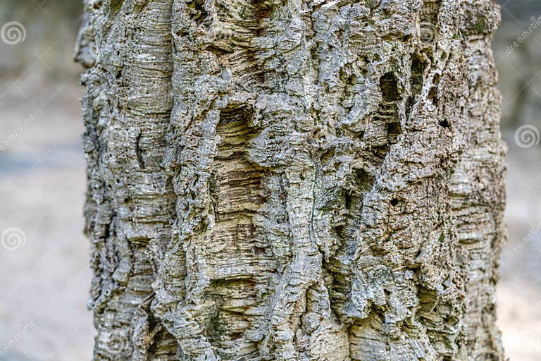 Close Up of the Bark of a Balsa Tree. Old Tree, Many Years Old. Texture ...