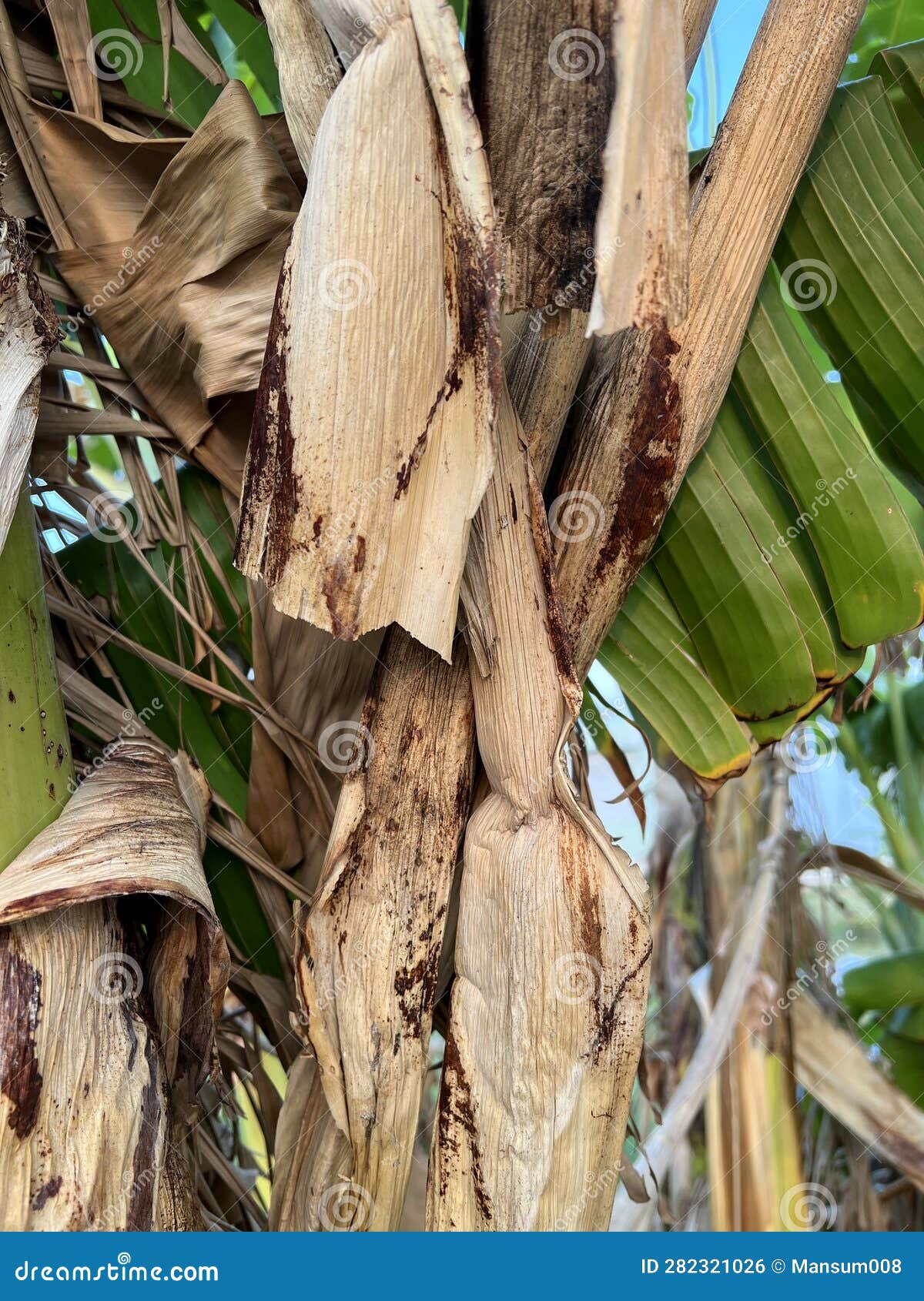 Bark of banana tree stock photo. Image of sweet, garden - 282321026
