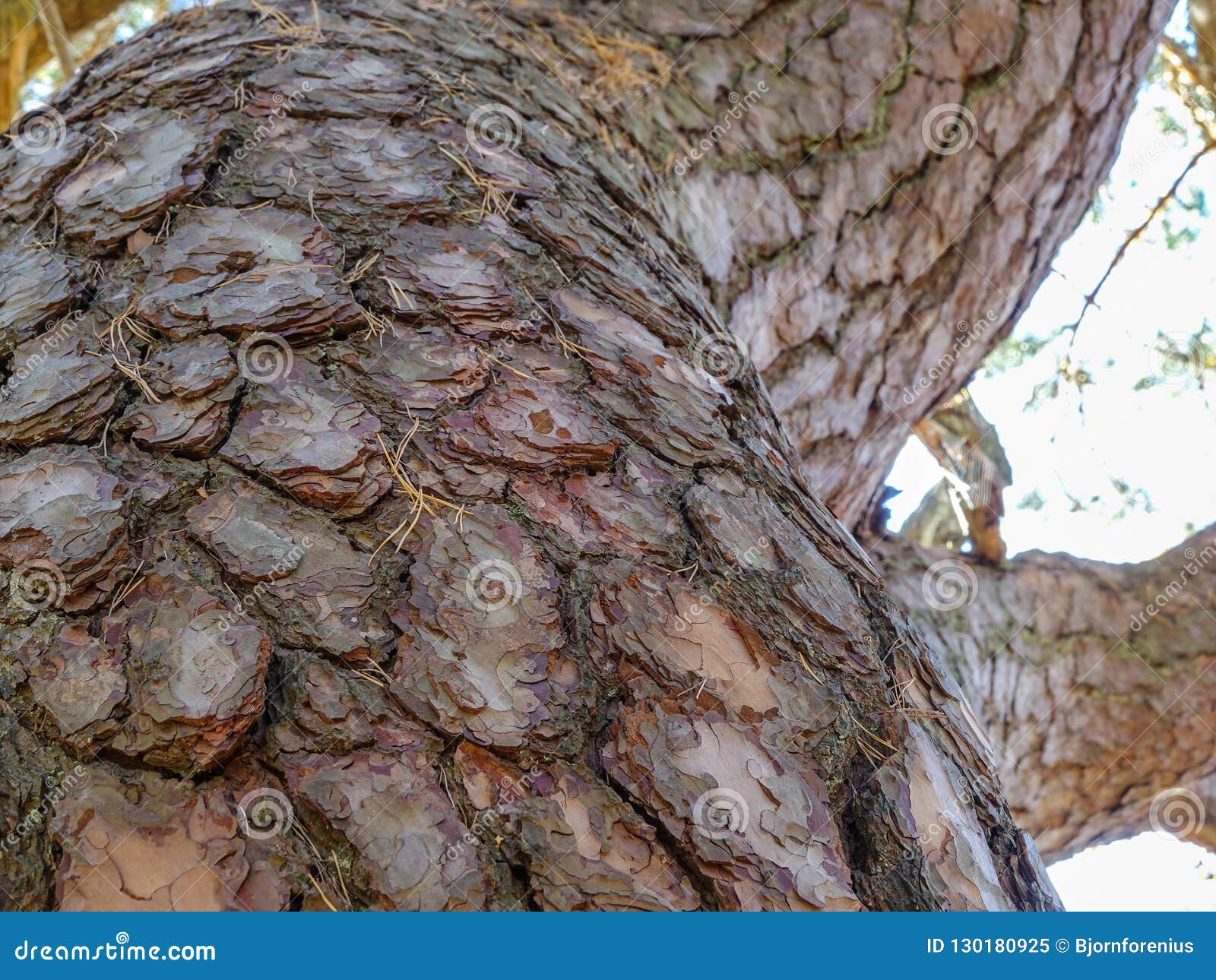 Close Up of the Bark on a Big Crooked Pine Tree Stock Image - Image of ...