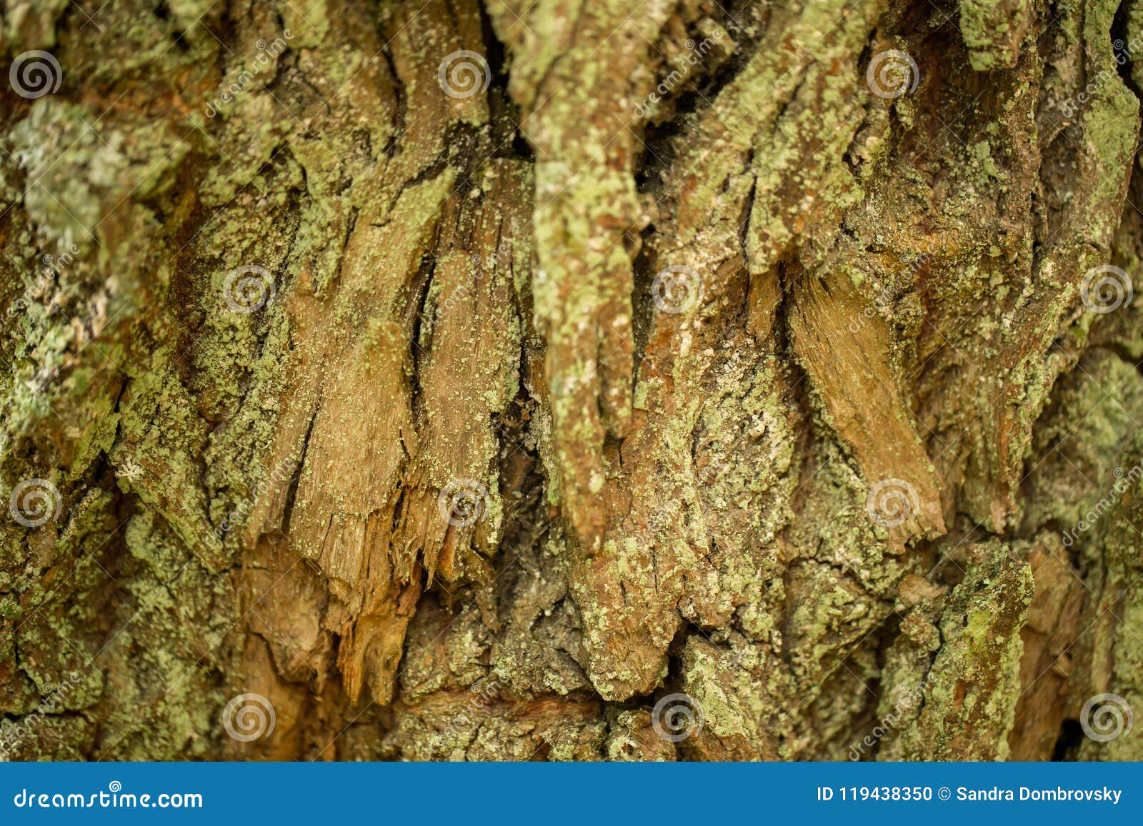 Close-up of a Bark from a Big Tree Stock Photo - Image of surface ...