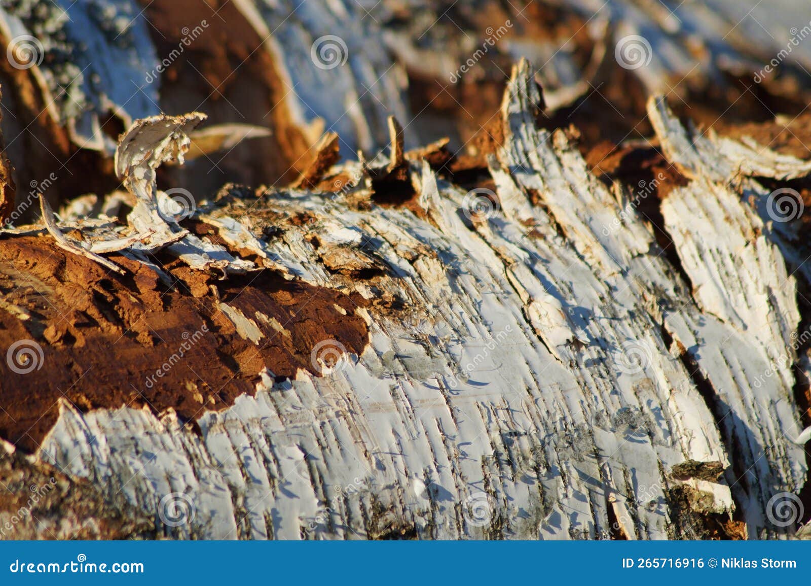Close Up of Bark on Fallen Tree Stock Photo - Image of bark, closeup ...