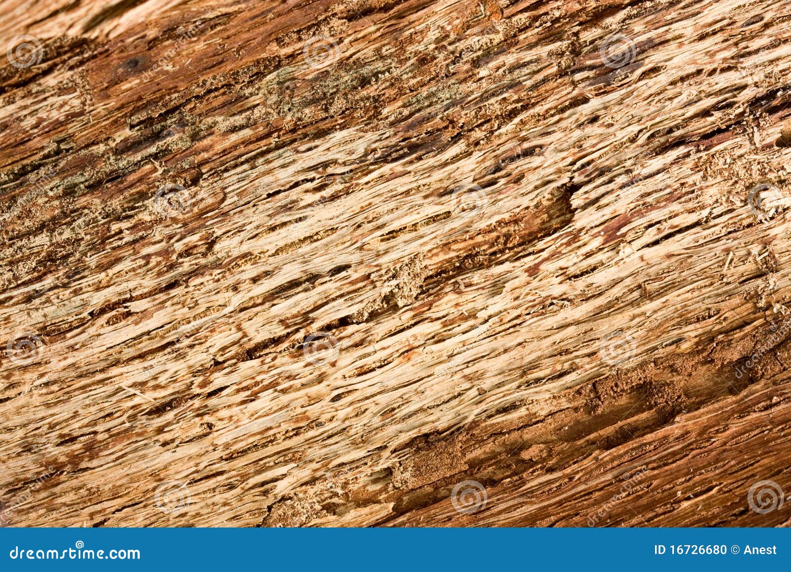 Close-up of Bark Inner Side Stock Photo - Image of wood, skin: 16726680