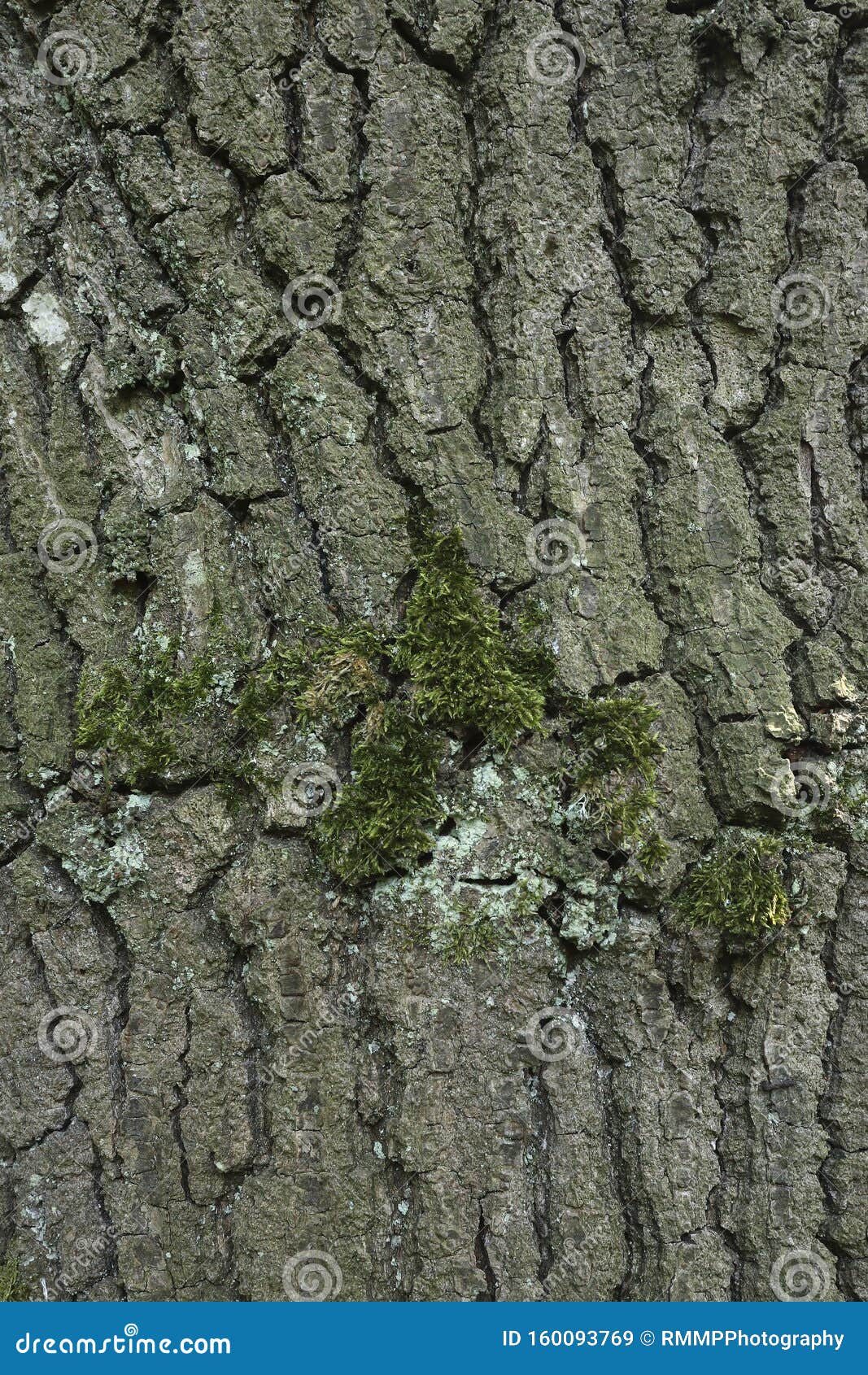 A Close-up of the Bark of an Oak Tree Stock Image - Image of bark ...