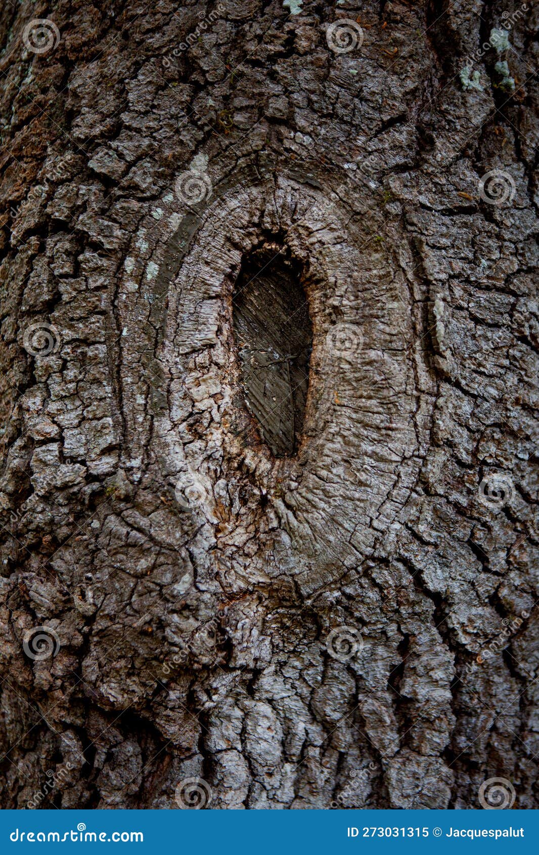 Close Up on the Bark of an Oak Tree Stock Image - Image of failure ...