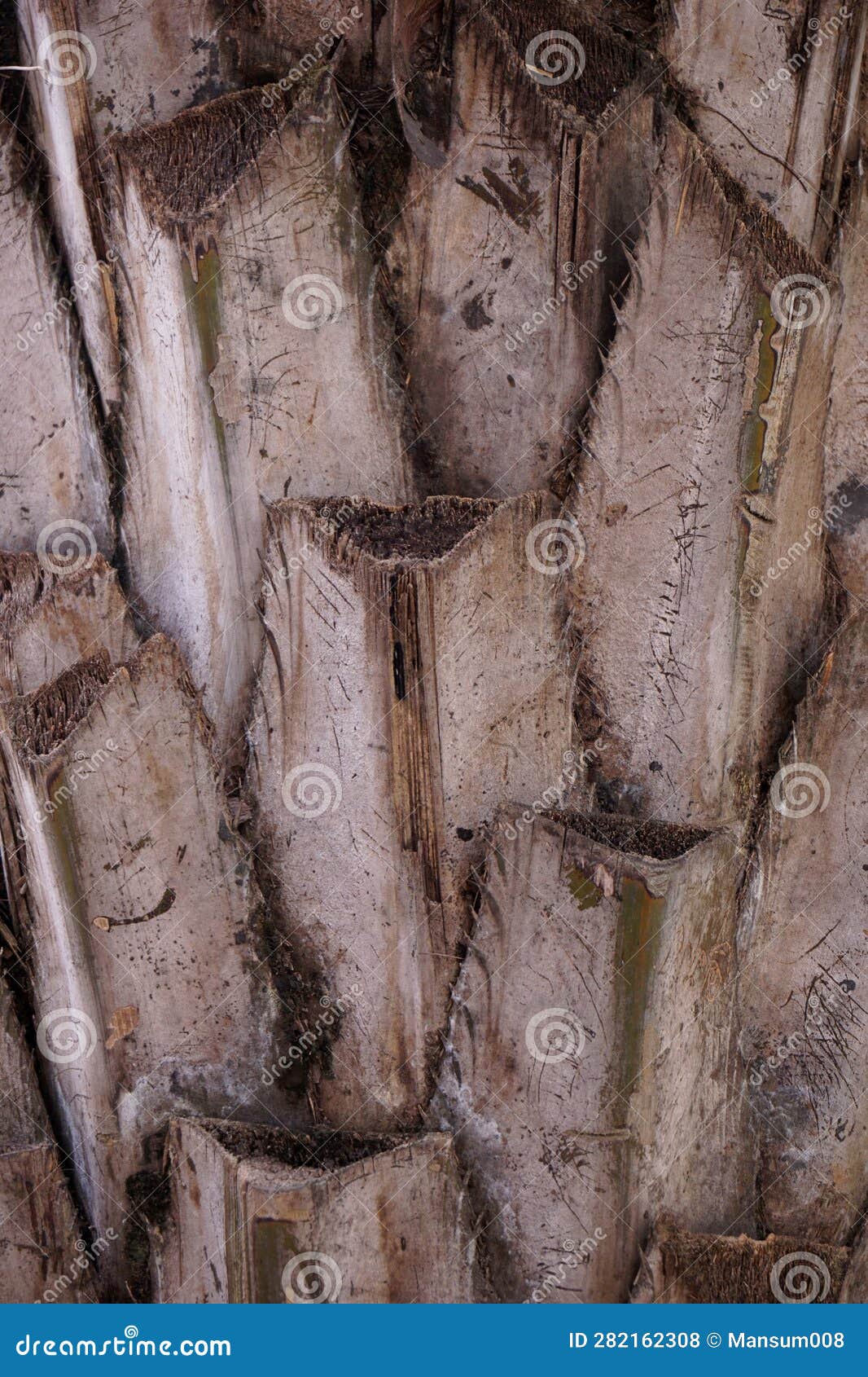 Bark of palm tree stock photo. Image of nature, material - 282162308