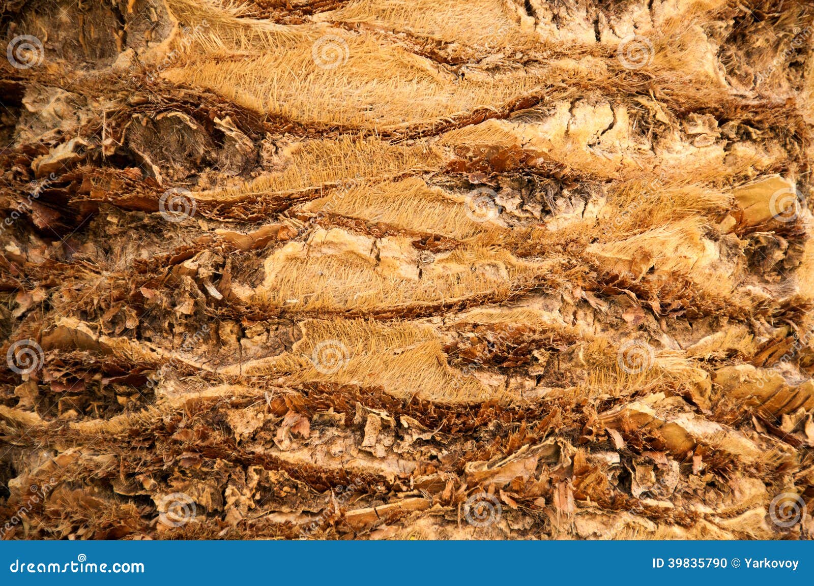 Close Up Of The Bark Of A Palm Tree. Stock Photo - Image of bark ...