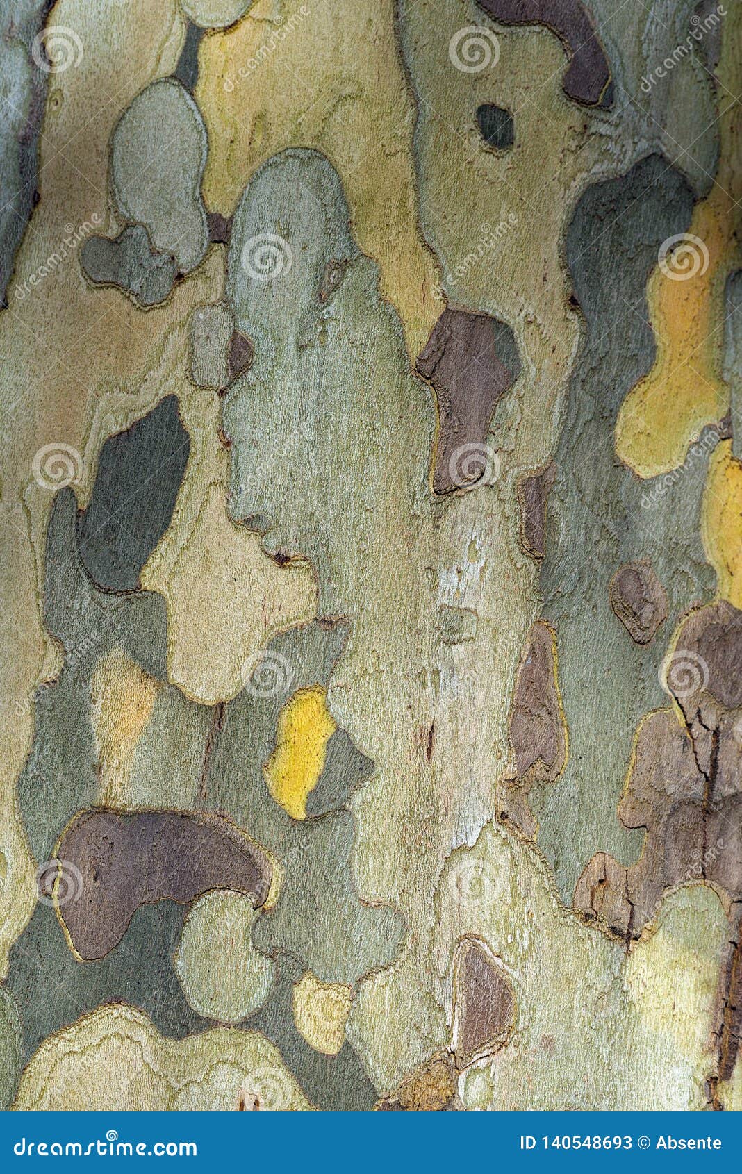 Platanus hispanica tree stock image. Image of park, aging - 140548693