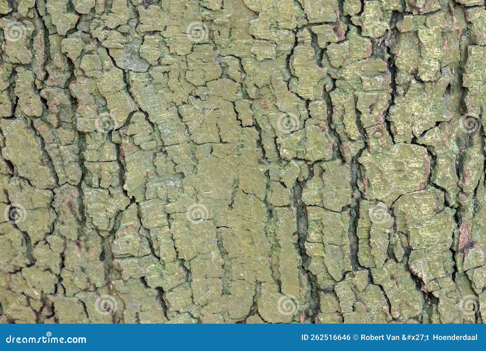 Close Up of Bark Quercus X Turneri Pseudoturneri Tree at Amsterdam the ...