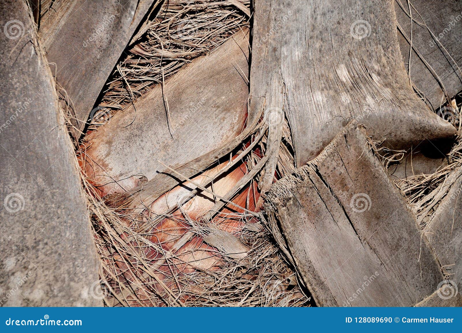 Bark of a palm tree stock photo. Image of palm, bark - 128089690