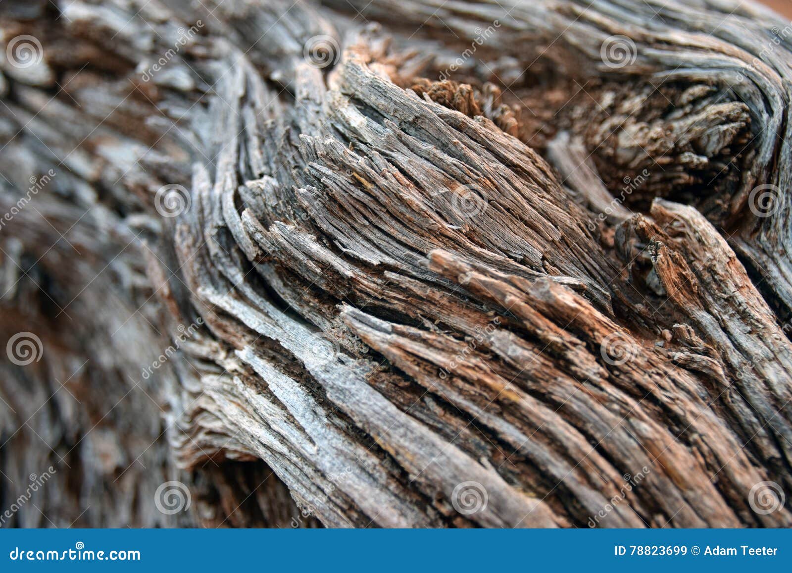 Close Up Bark Swirl stock image. Image of bark, brown - 78823699