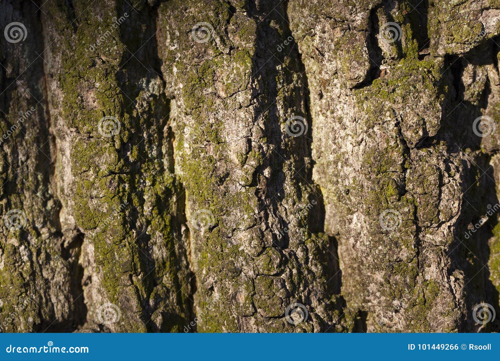 Tree bark, close-up stock photo. Image of forest, bark - 101449266