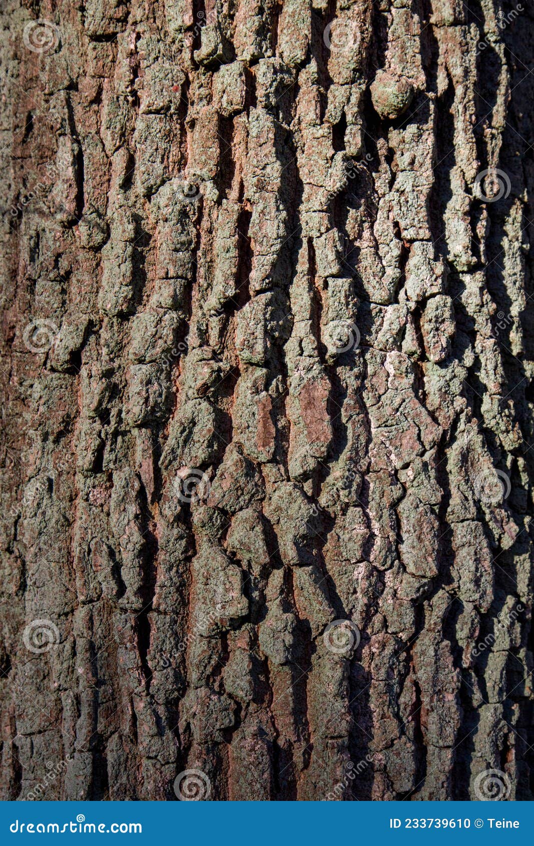 Tree bark in close up stock photo. Image of house, flora - 233739610