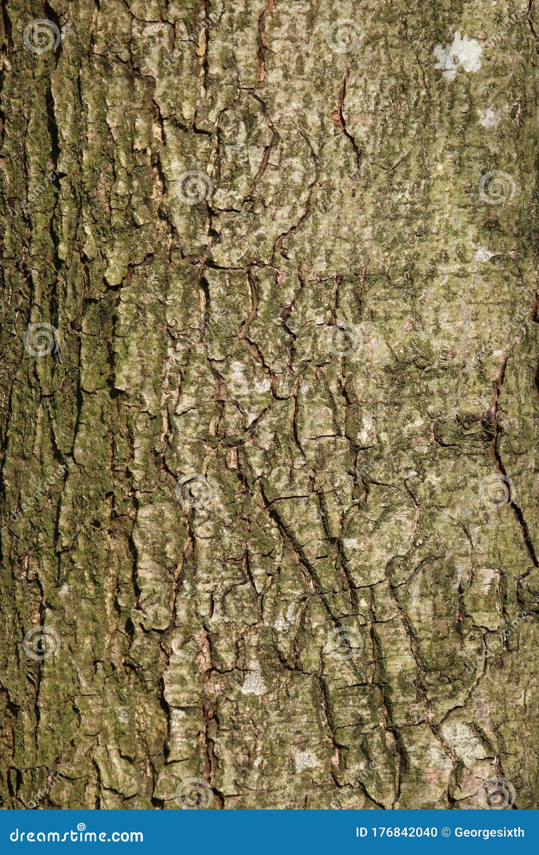 Close Up of Bark on Tree Trunk Showing Texture Stock Photo - Image of ...