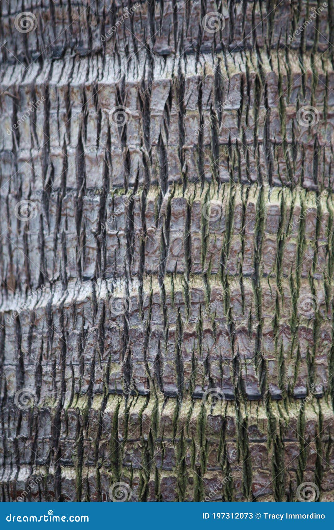 Close Up of the Bark of a Weeping Cabbage Palm Tree Stock Image - Image ...