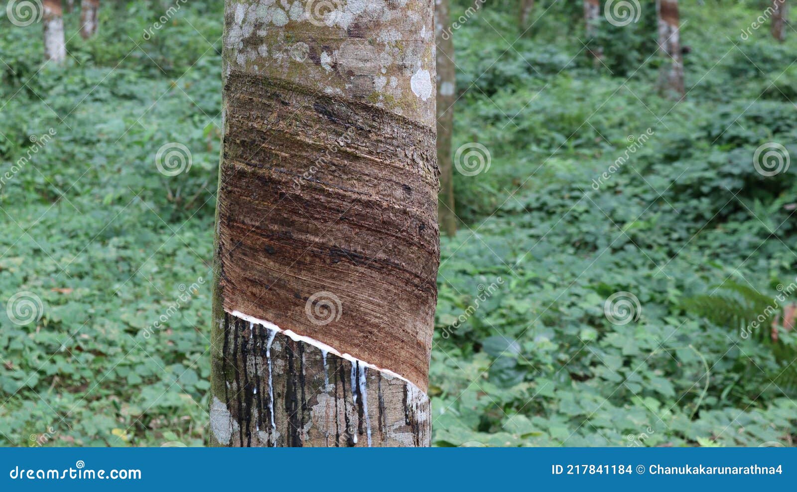 Selective Focus on Barked Rubber Tree Trunk Stock Photo - Image of ...