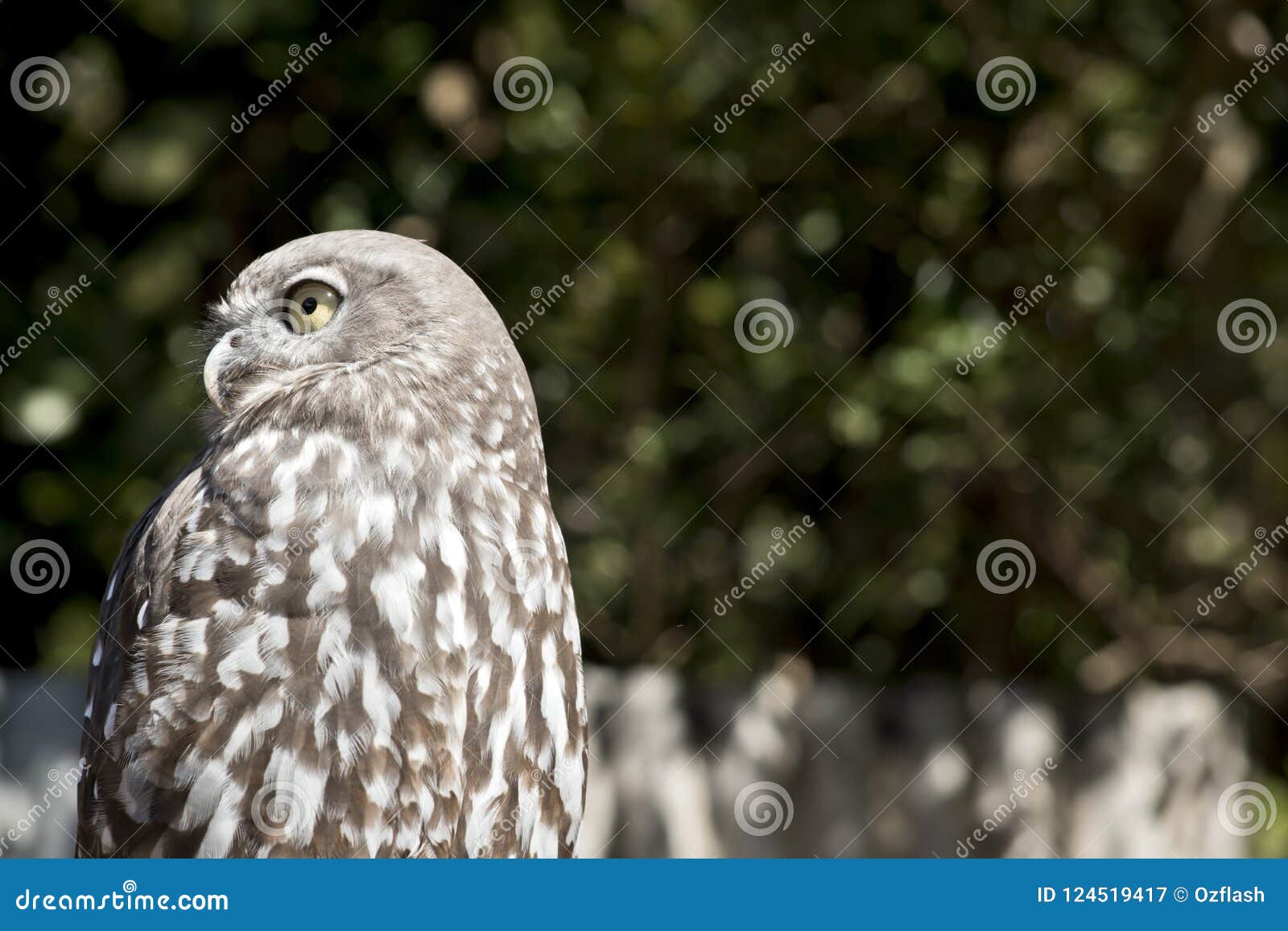A barking owl stock image. Image of yellow, feathers - 124519417