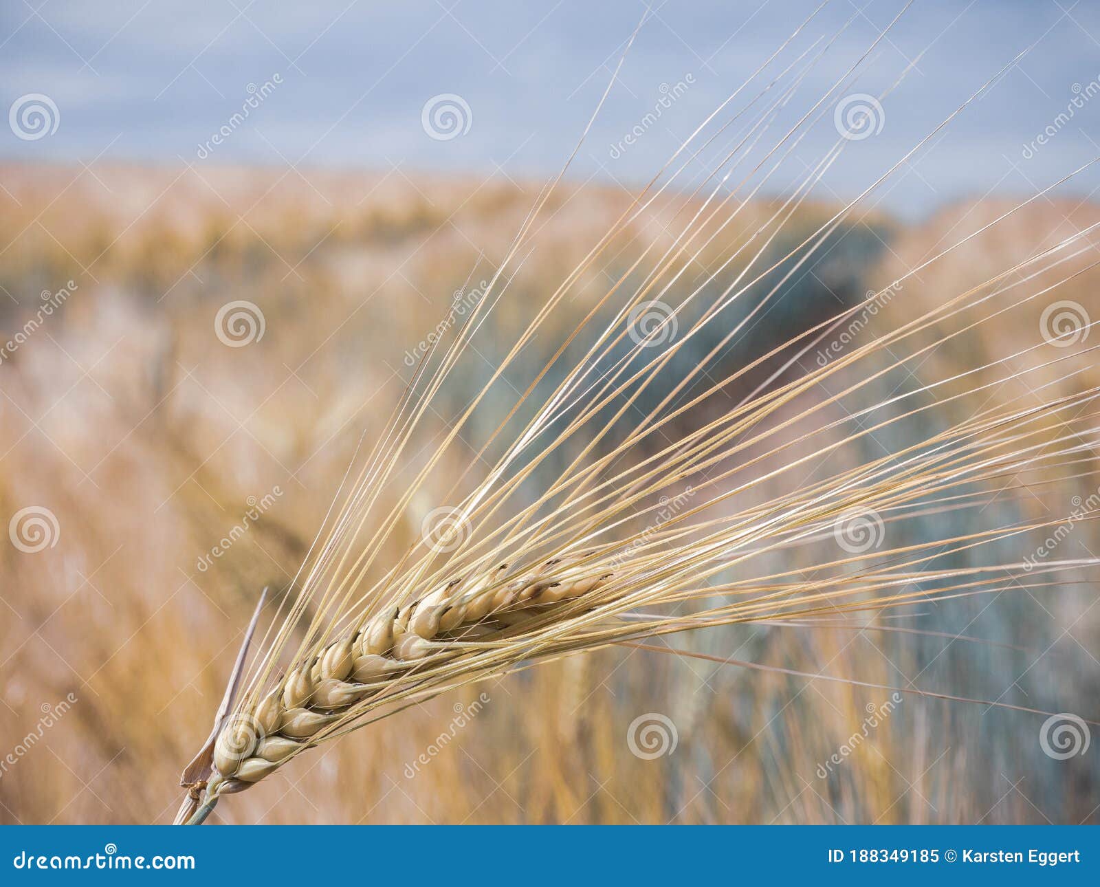 Close Up of a Barley Barrow in Front of a Barley Field Stock Image ...