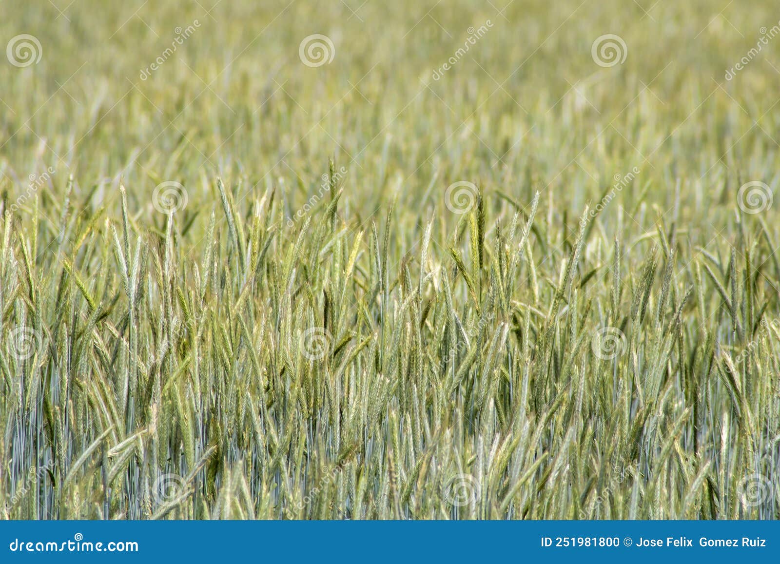 Close-up of Barley in a Crop Stock Photo - Image of barley, agriculture ...