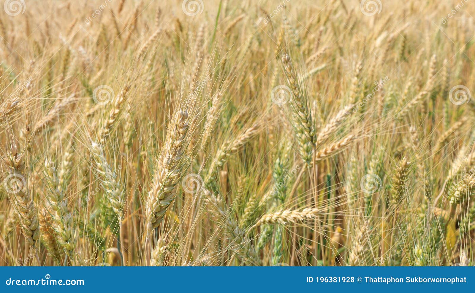 Close Up Barley Demonstrations Plot Chiang Mai Thailand Stock Photo ...