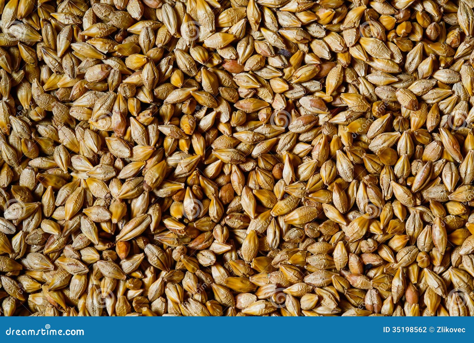 Close Up Of Barley Seeds Stock Photography - Image: 35198562