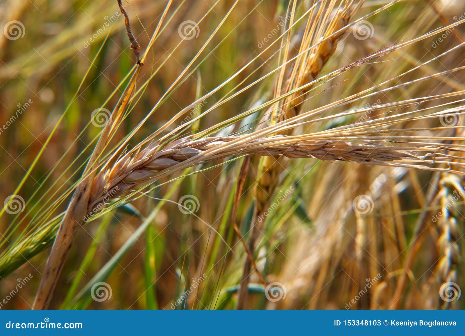 Close Up of a Barley Spike/Barley. Country, Farm Stock Image - Image of ...