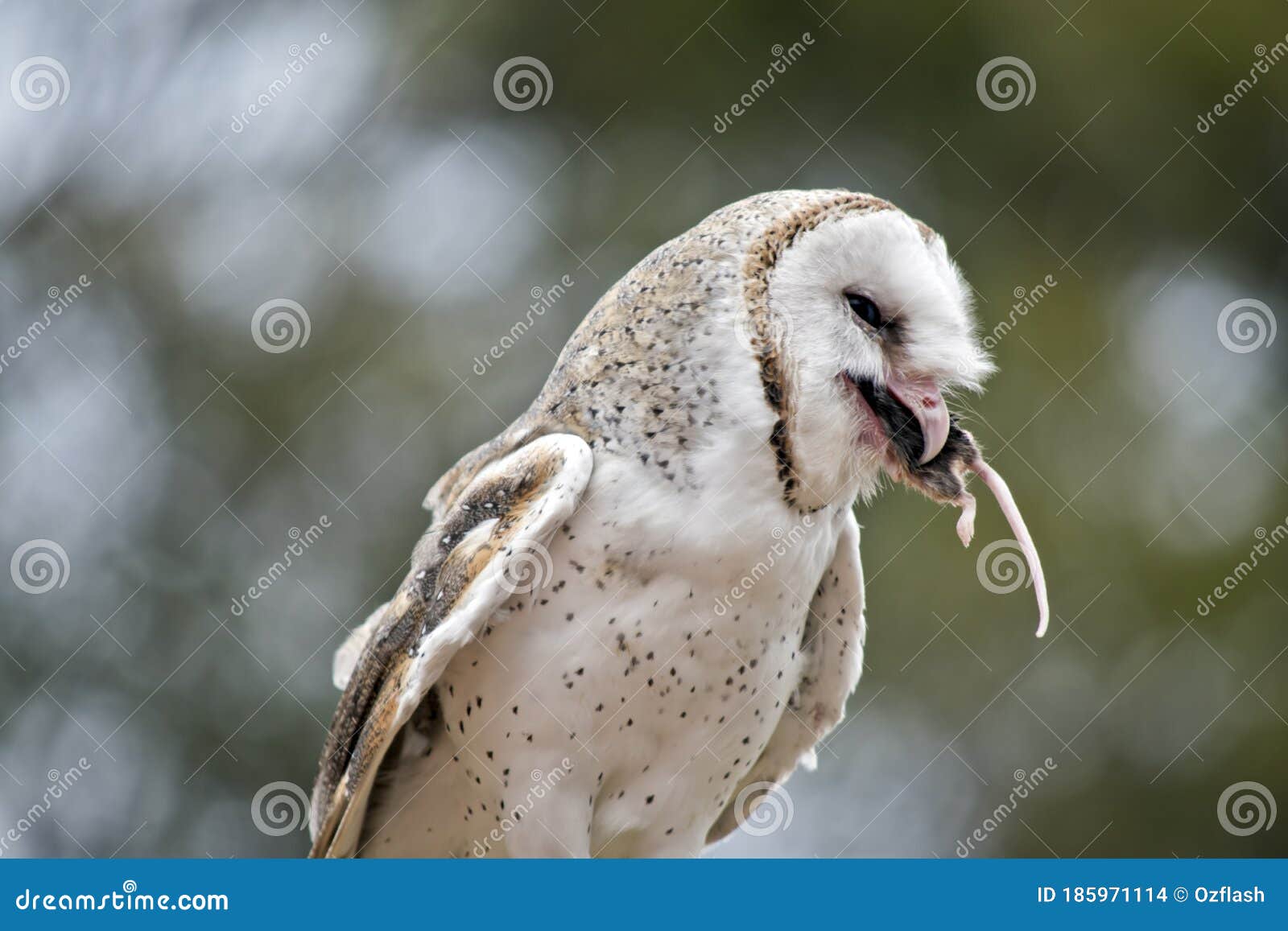 This is a Close Up of a Barn Owl Stock Photo - Image of nocturnal, bird ...