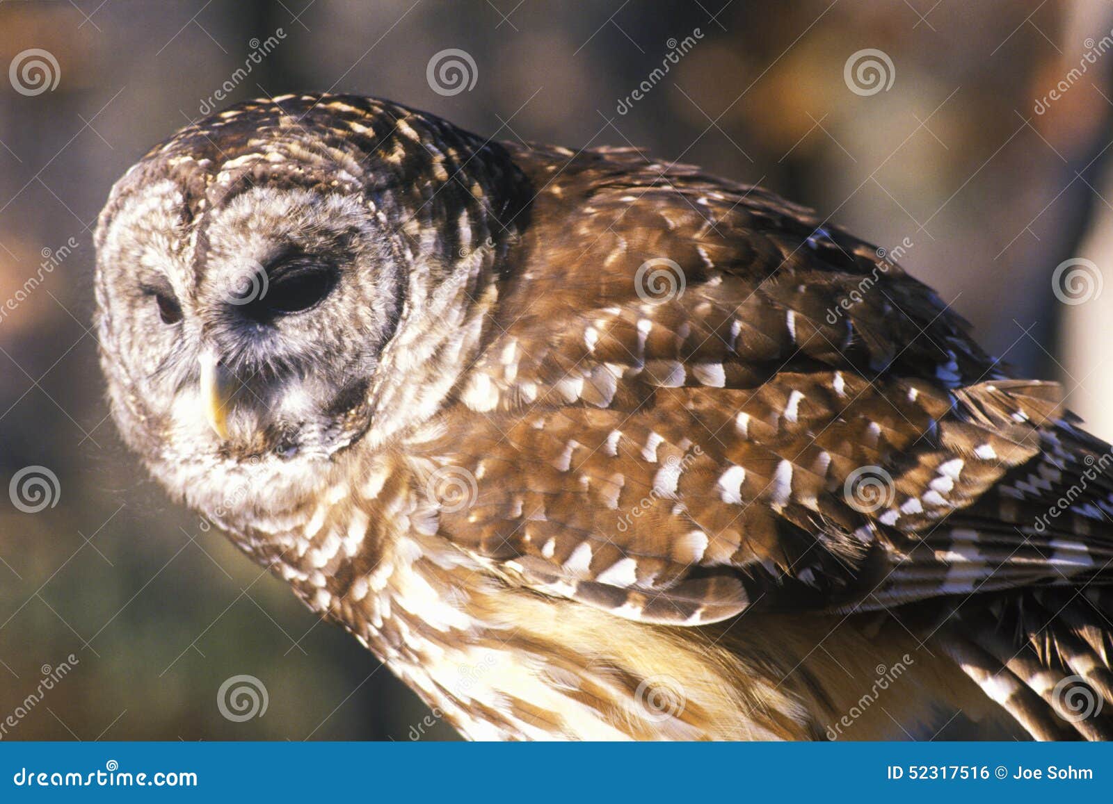 Close-up of Barn Owl, Land between Lakes, KY Stock Photo - Image of ...