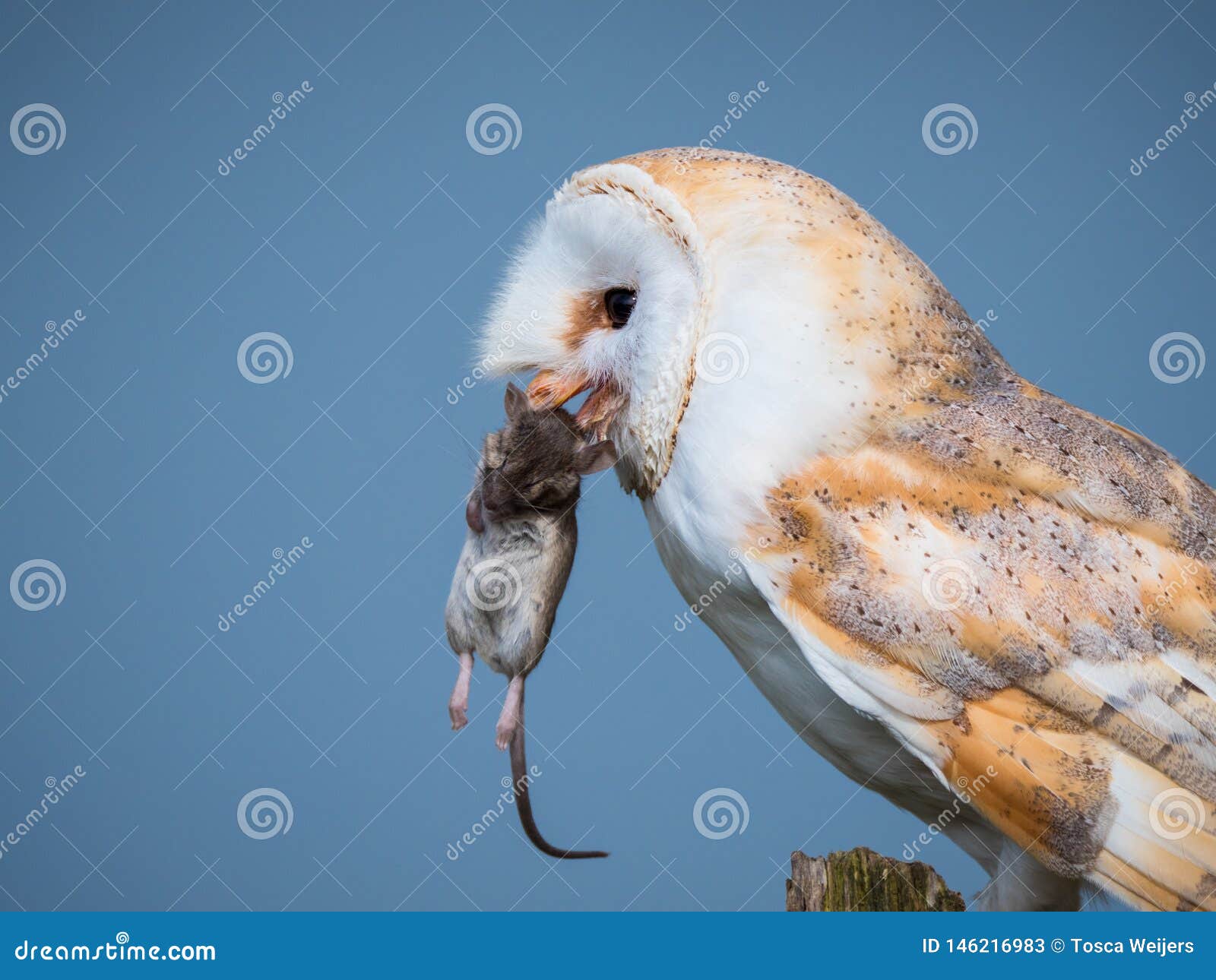 Close Up of a Barn Owl with a Mouse Stock Image - Image of claw ...