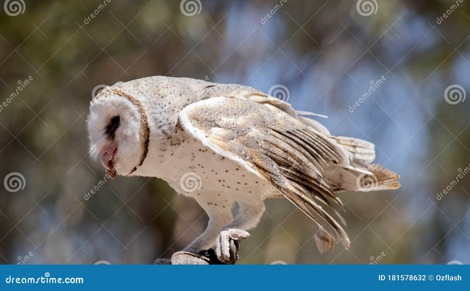 This is a Close Up of a Barn Owl Stock Photo - Image of staring ...