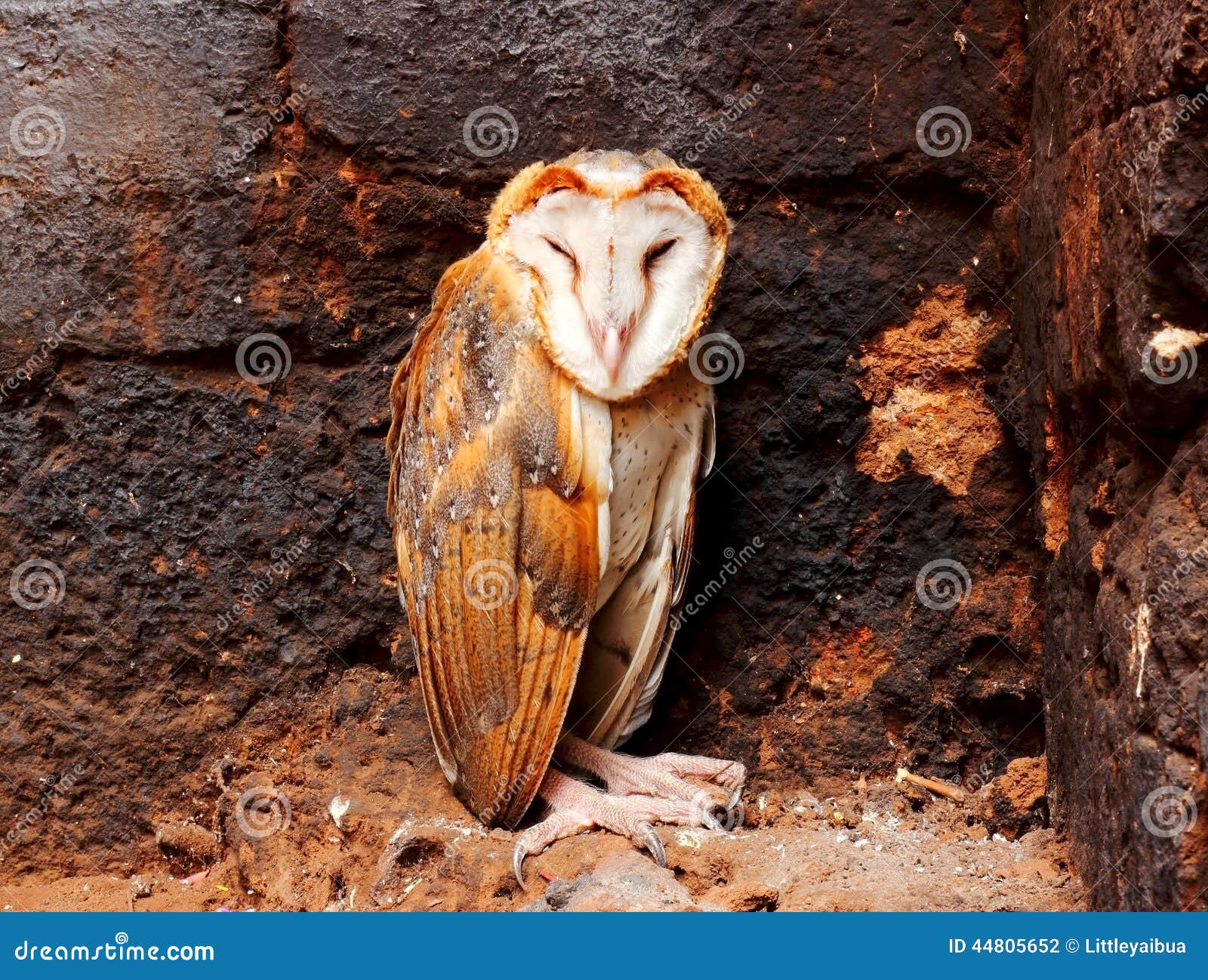 Close up a Barn Owl. stock photo. Image of sleeping, avian - 44805652