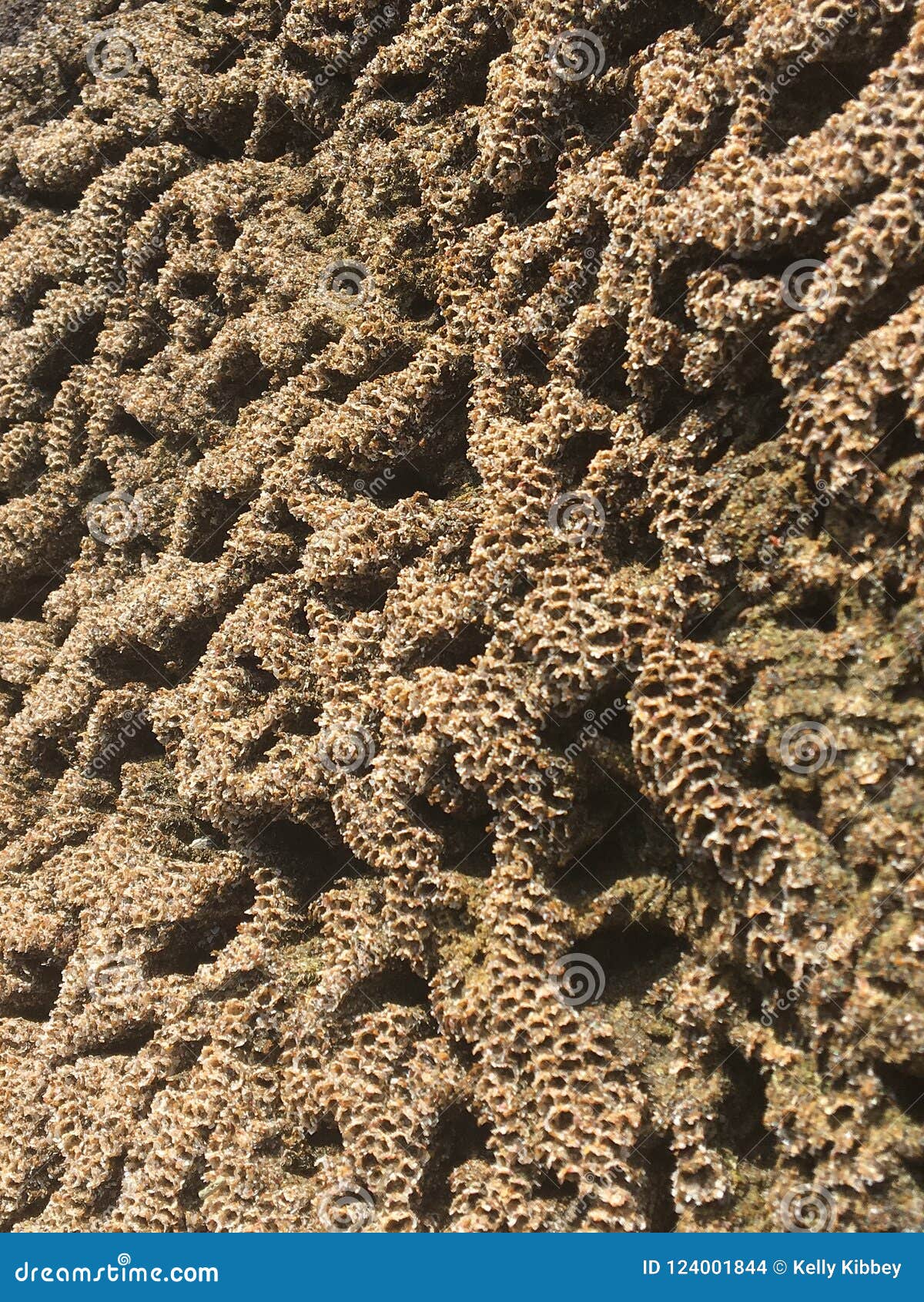 Barnacles On Rock - Shellfish On The Rocks / Dry Shellfish Dead On The ...