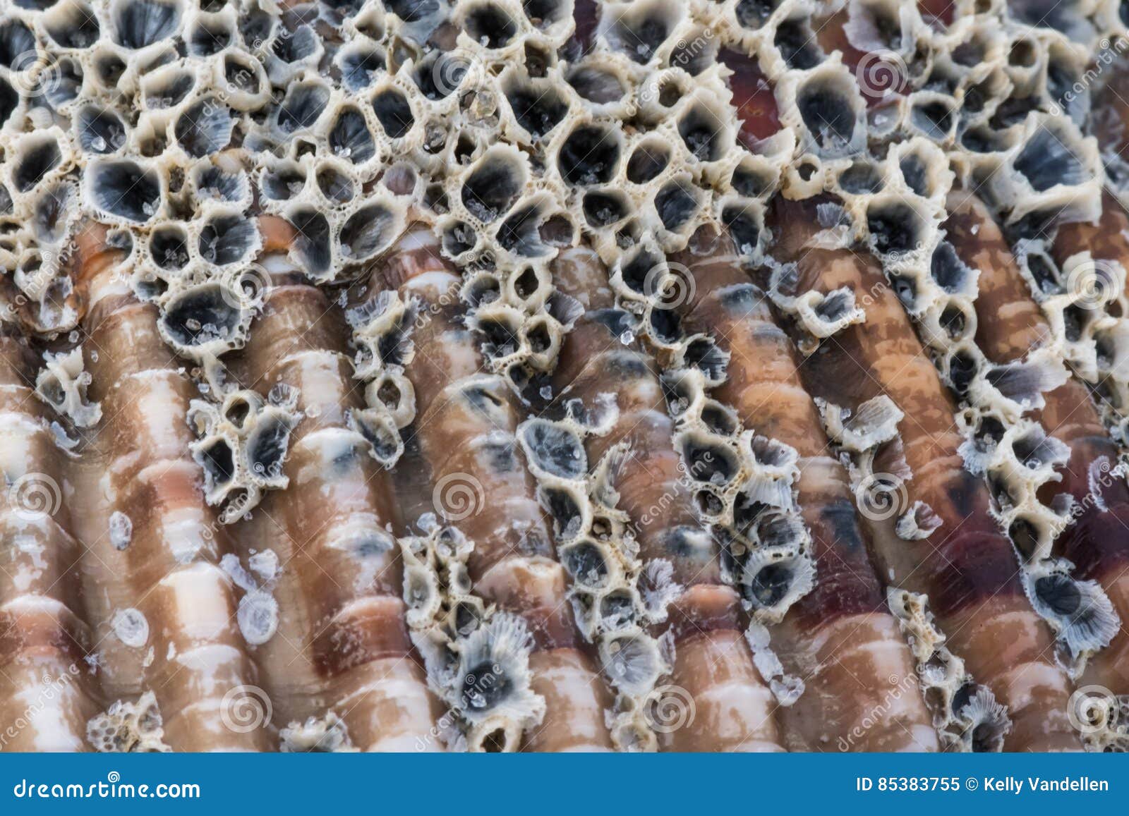 Close Up of Barnacles on Shell Texture Stock Image - Image of macro ...