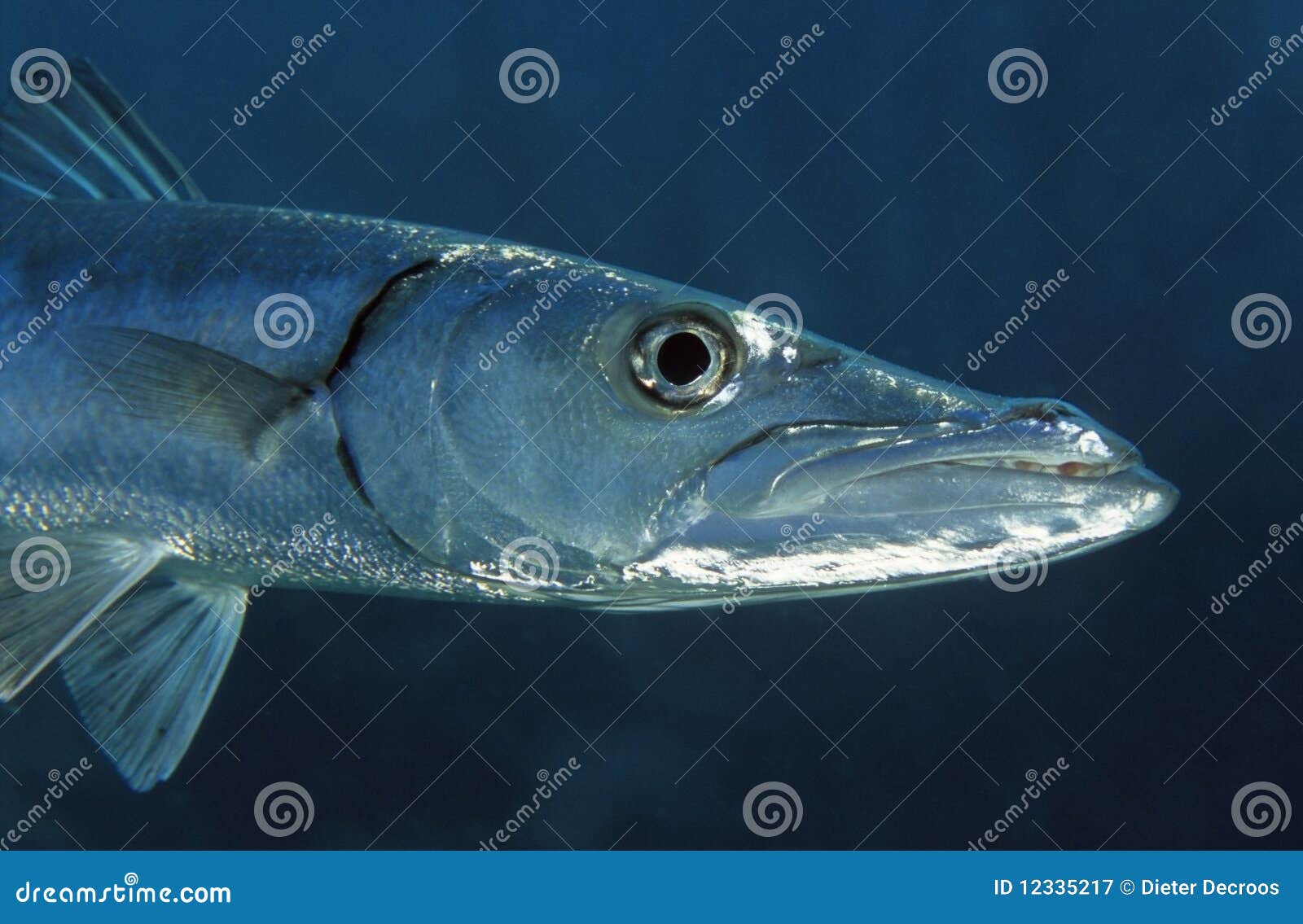 Close-up barracuda stock image. Image of color, travel - 12335217