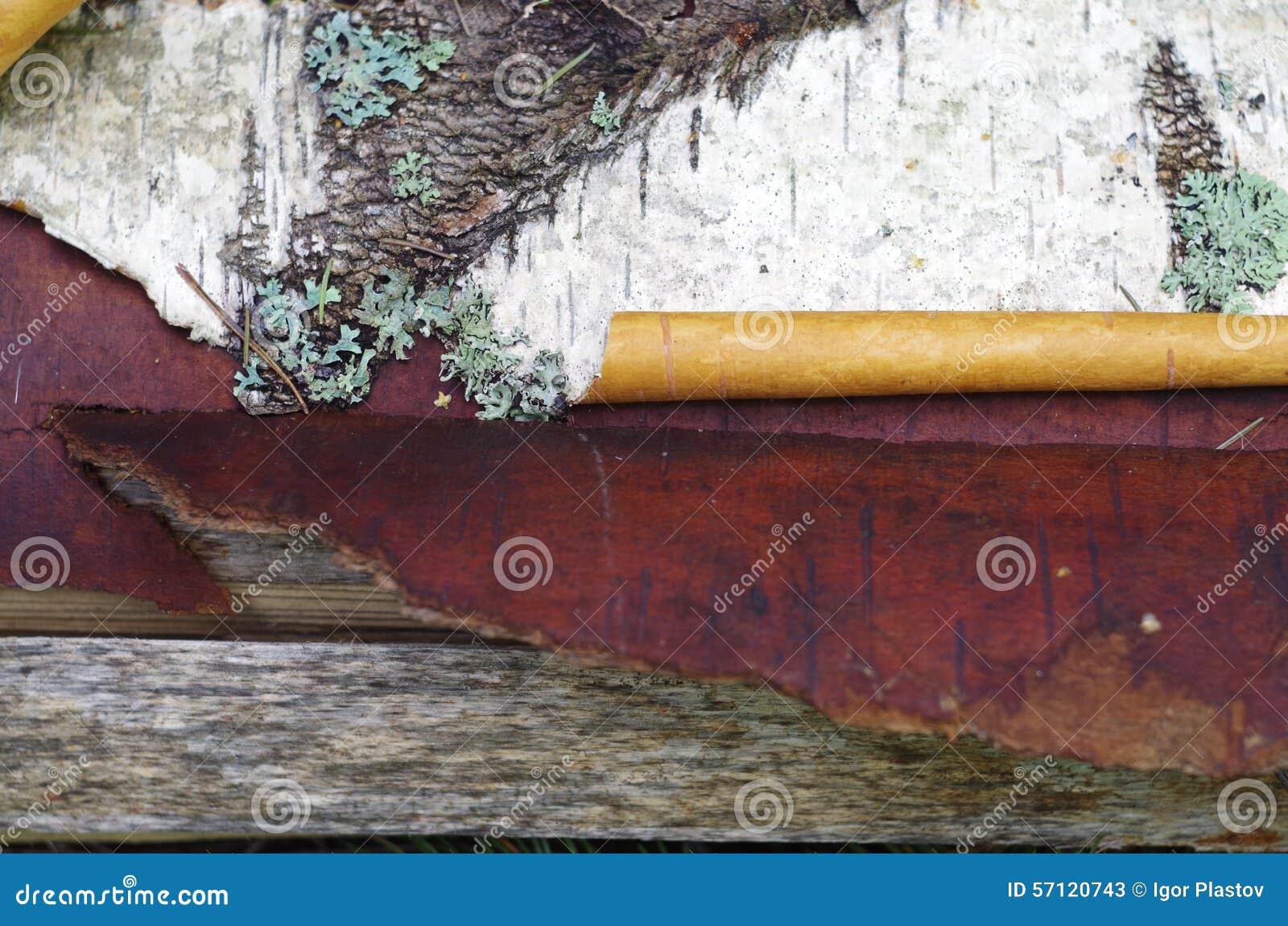 Close Up of Barrel Birch Bark Scrolls Stock Image - Image of grey ...