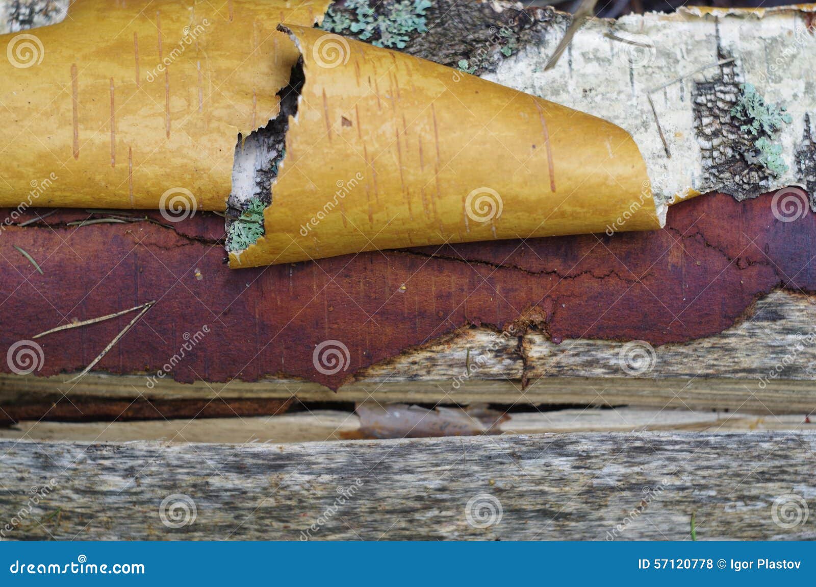 Close Up of Barrel Birch Bark Scrolls Stock Photo - Image of nature ...