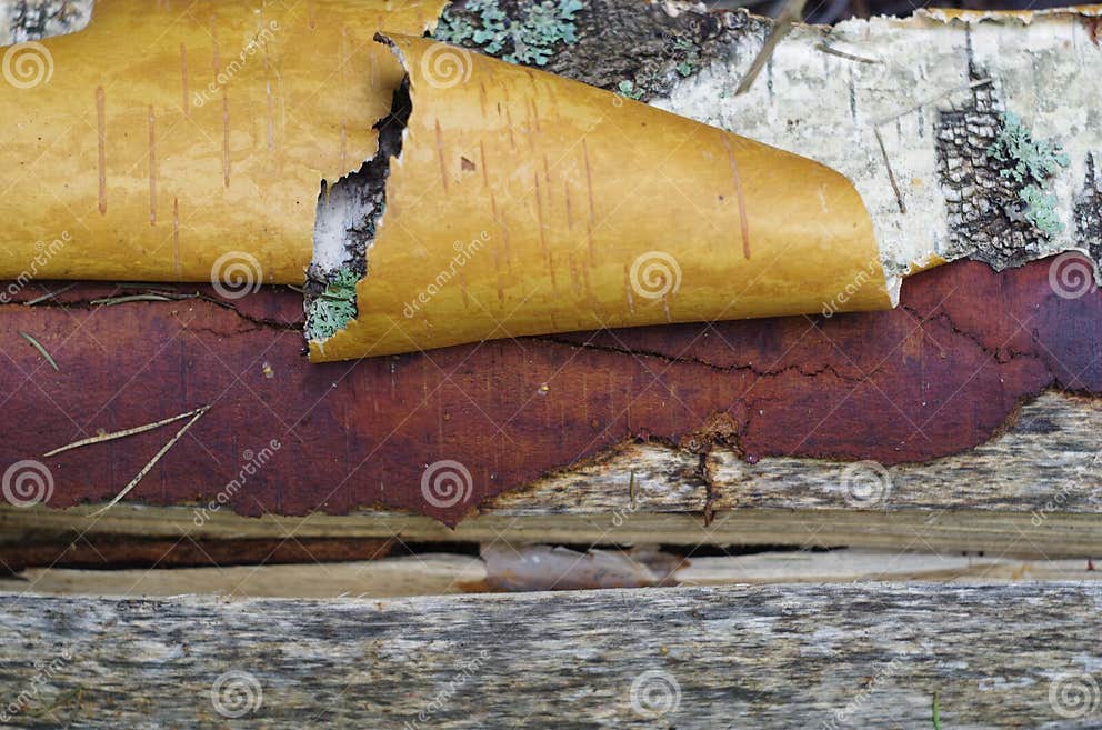 Close Up of Barrel Birch Bark Scrolls Stock Photo - Image of nature ...