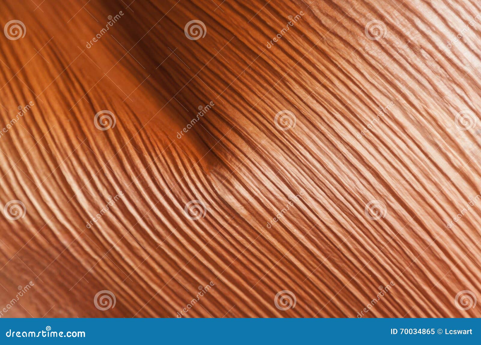Close-up of Base of Palm Leaf Showing Interesting Texture Stock Image ...