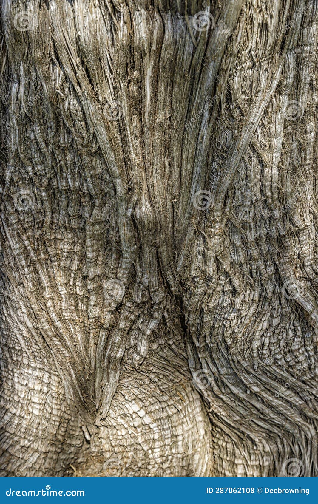 Close Up of the Base of a Tree Trunk Gnarly Bark Stock Photo - Image of ...