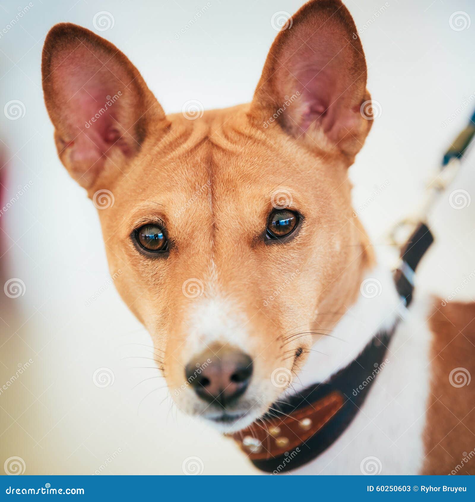 Close Up Basenji Kongo Terrier Dog Stock Image - Image of basenjis ...