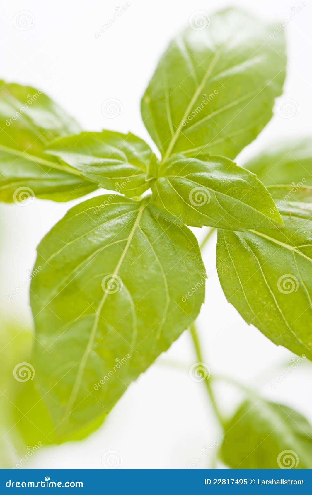 Close-up Of Basil Microgreens. Growing Basil Sprouts Close Up View ...