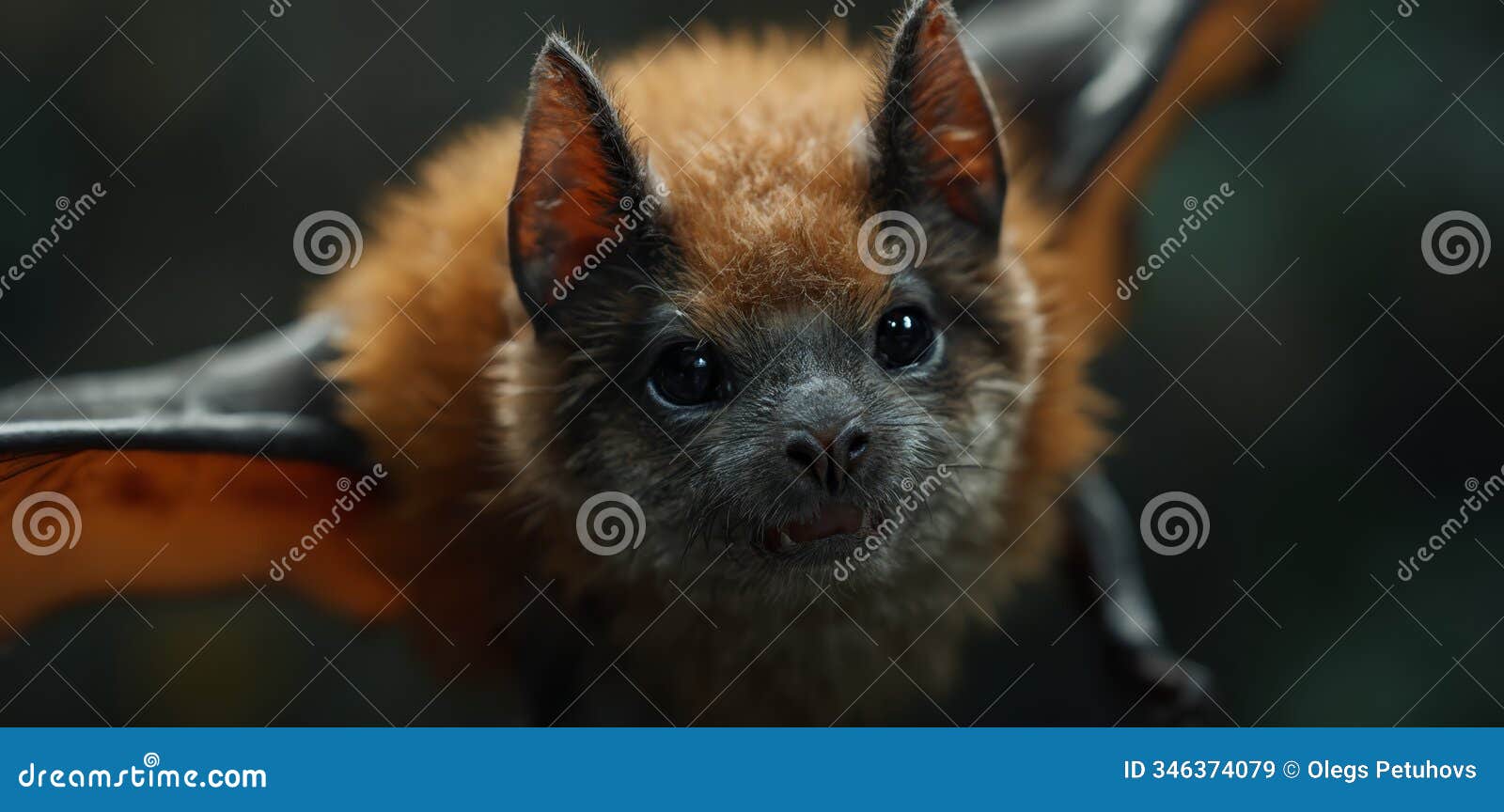 A Close Up of a Bat Hanging Upside Down Stock Image - Image of wildlife ...