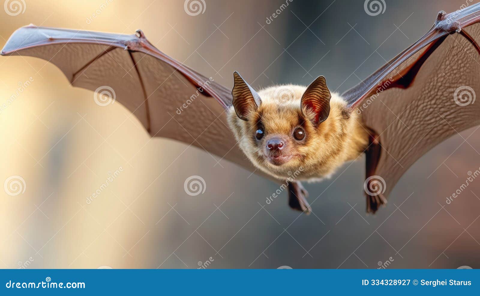 A Close Up of a Bat with Large Eyes Flying in the Air, AI Stock Image ...