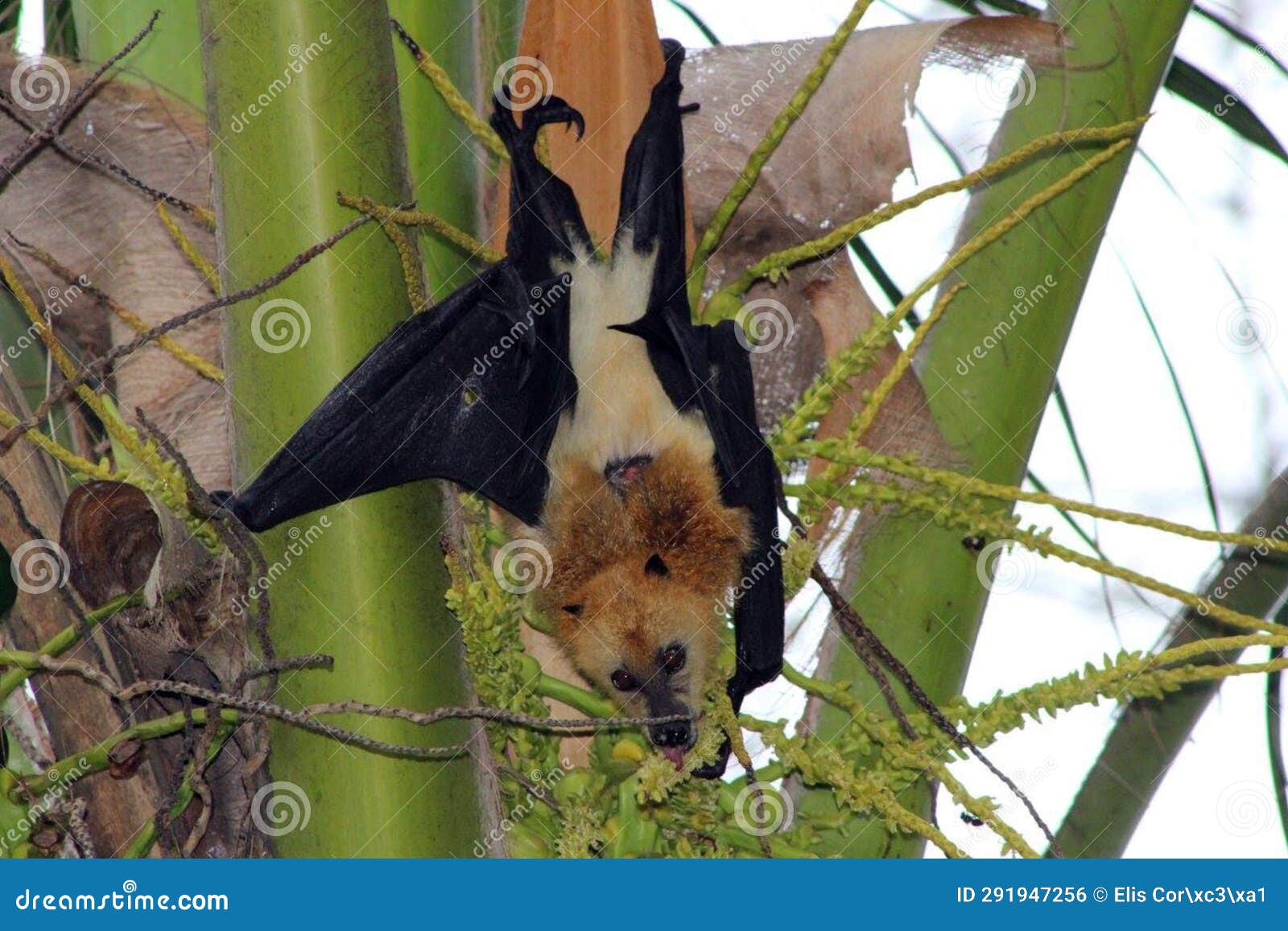 Close-up of a Bat Looking at the Camera on a Fruit Tree in the National ...