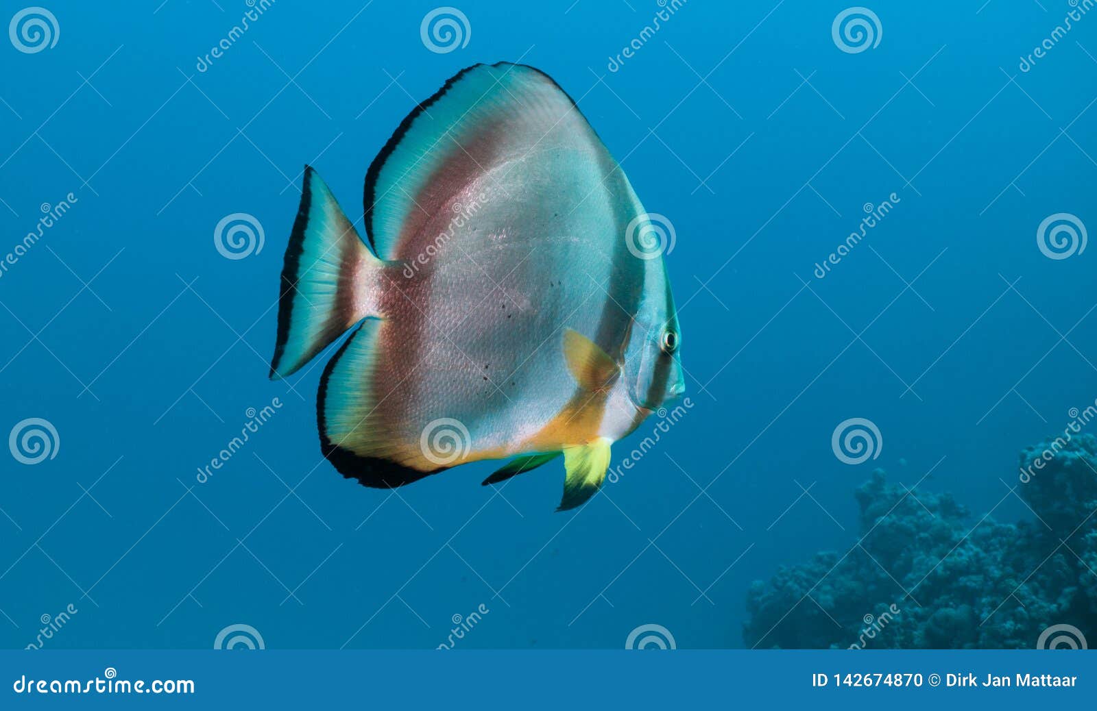 Close-up of a batfish stock photo. Image of animal, close - 142674870