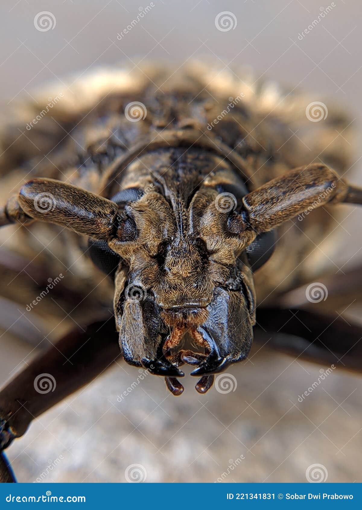 Close Up of a Batocera Cricket Insect on a Rock Stock Image - Image of ...