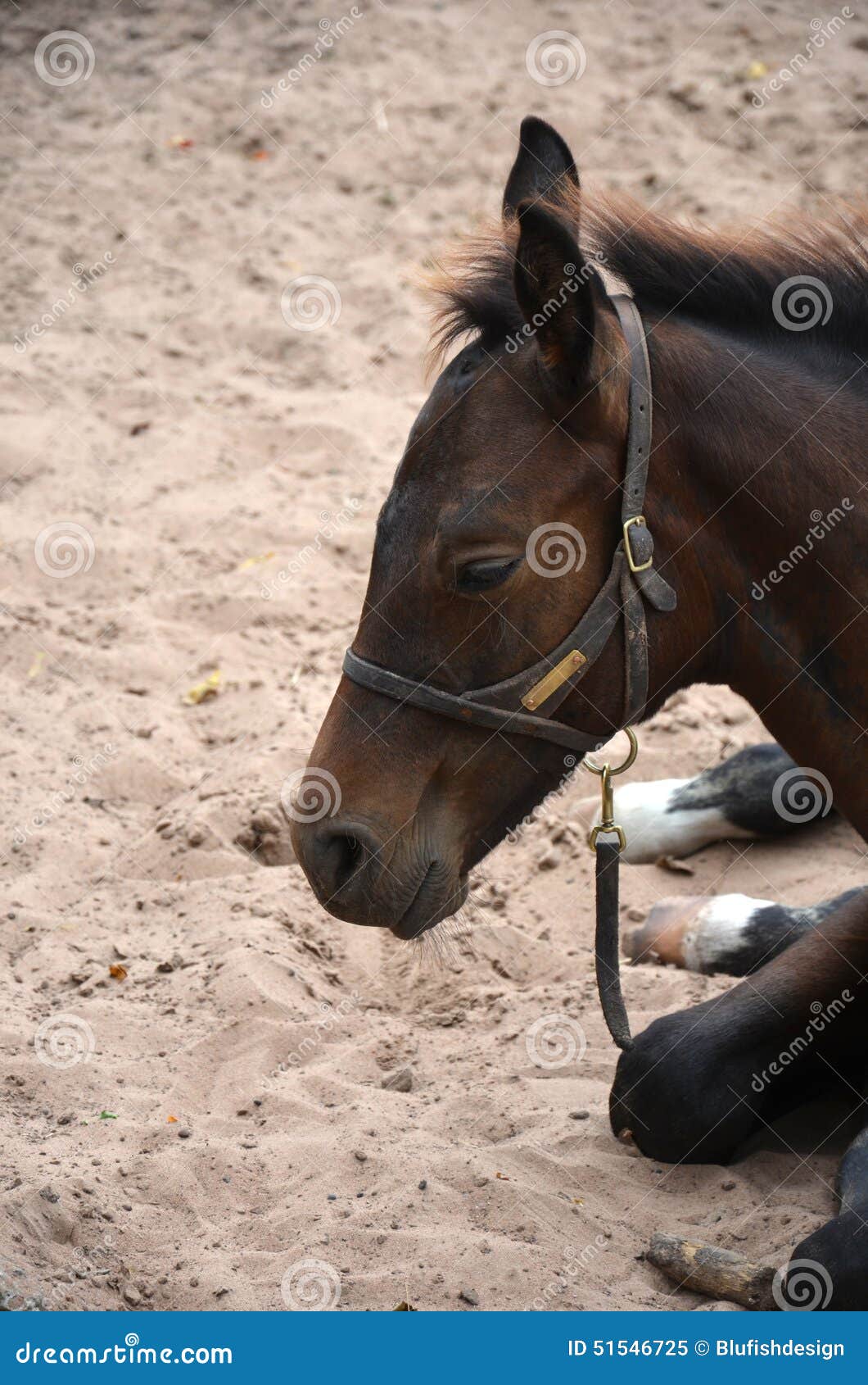 Close up bay baby colt stock image. Image of grass, equestrian - 51546725