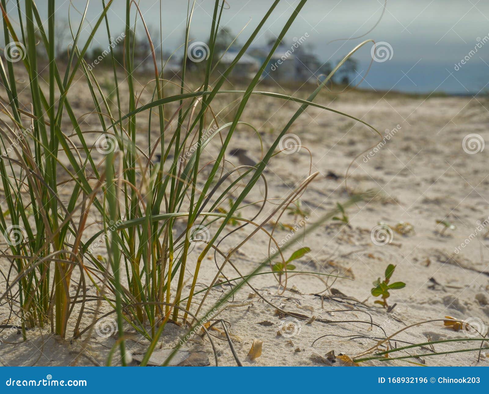 Close Up of Beach Grass with Ocean in the Background Stock Photo ...