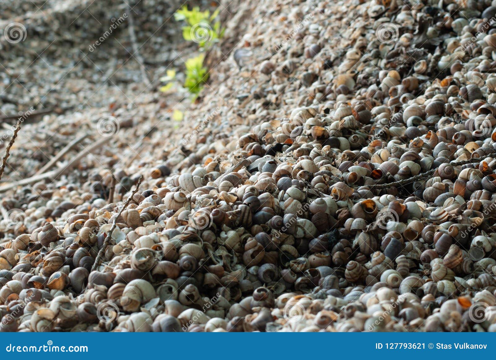 Close Up of Beach Sand with Lots of Sea Shells Stock Image - Image of ...