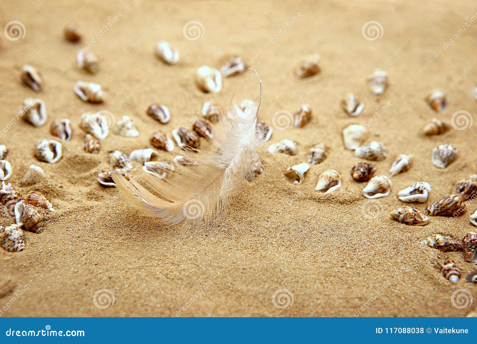 Close Up of Beach Sand with Tiny Sea Shells and Feather. Stock Photo ...