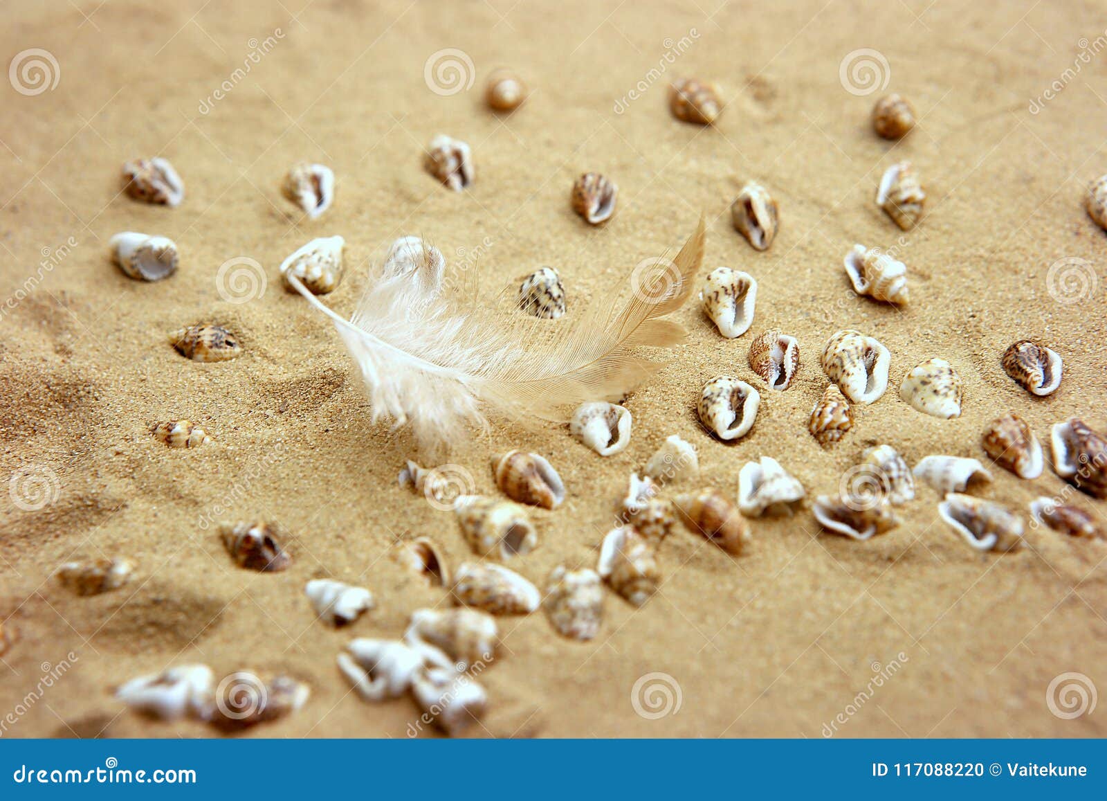 Close Up of Beach Sand with Tiny Sea Shells and Feather. Stock Photo ...